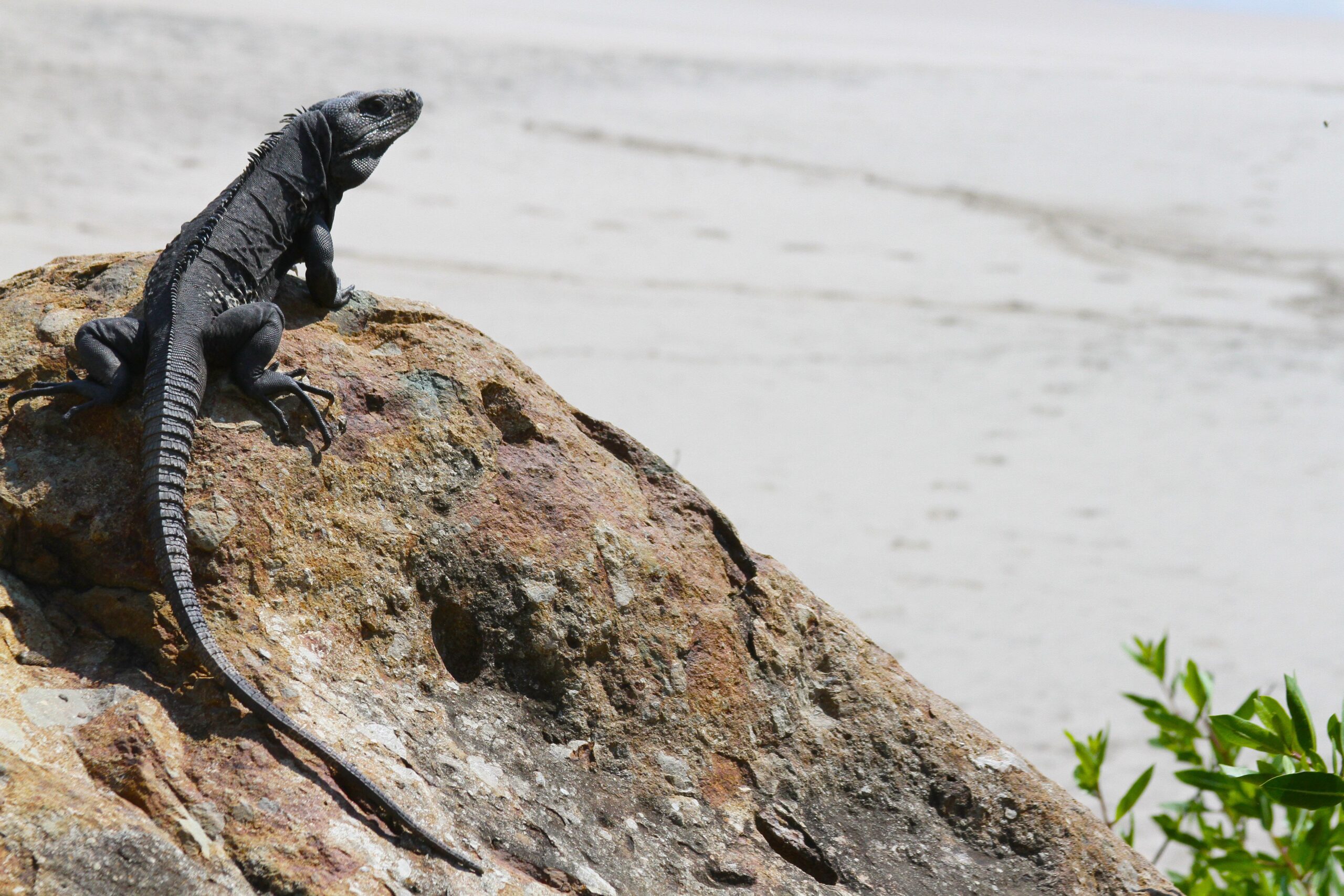 El significado de los animales simbólicos en el folclore salvadoreño